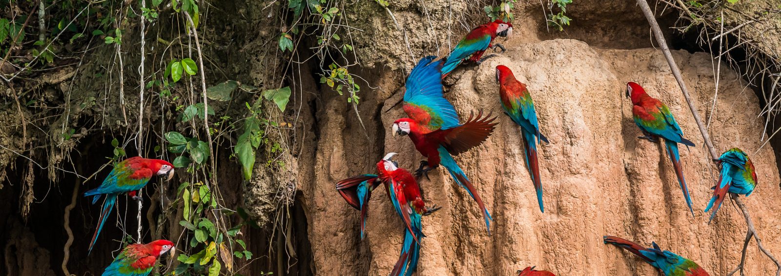 Amazone (Peru) I Tips & bezienswaardigheden - 333travel