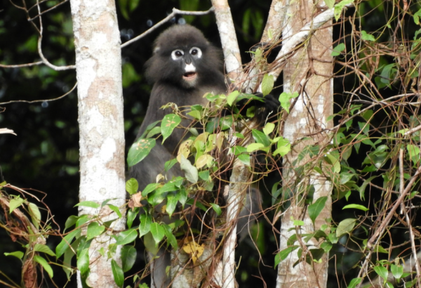 Rompin Rainforest Explorer (Maleisië) | 3-daagse tour - 333travel