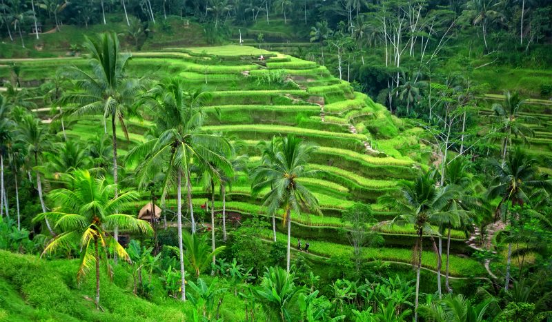 De mooiste rijstvelden van Bali - 333travel