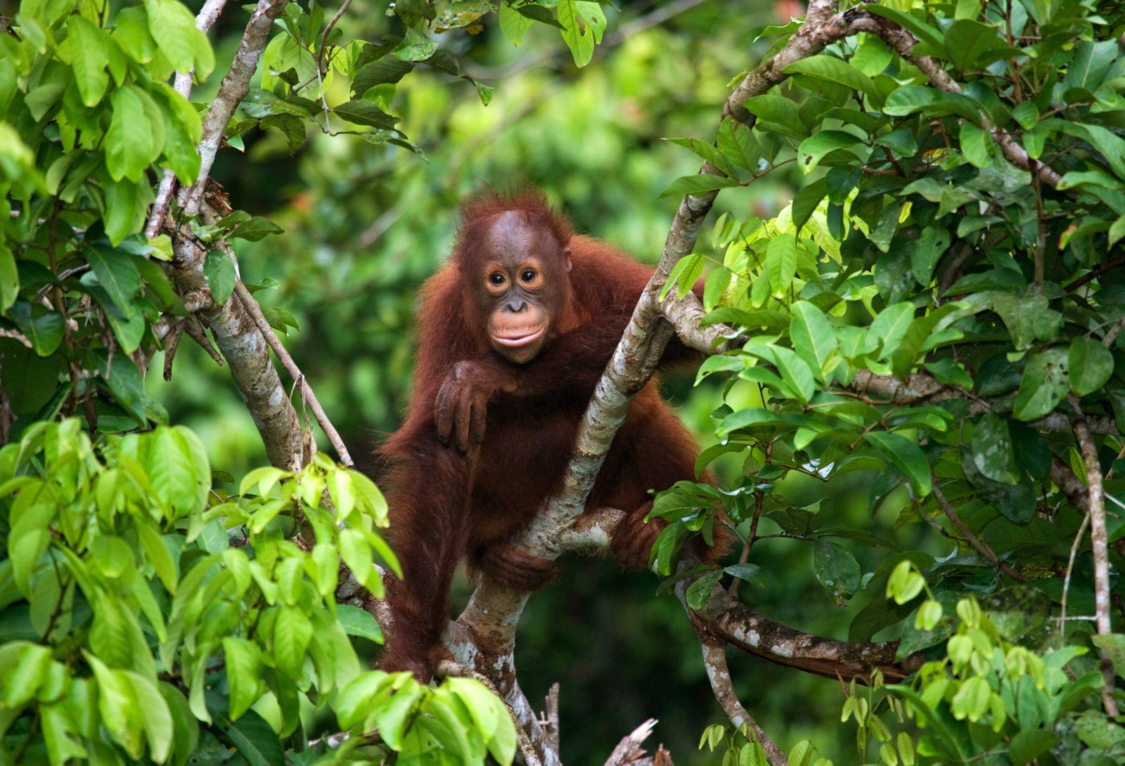 18-daagse privérondreis Indonesië Java Kalimantan en Bali - 333travel