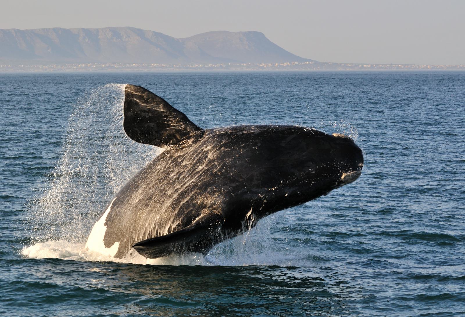 Zuid-Afrika excursie Hermanus - Walvis cruise Hermanus - 333travel
