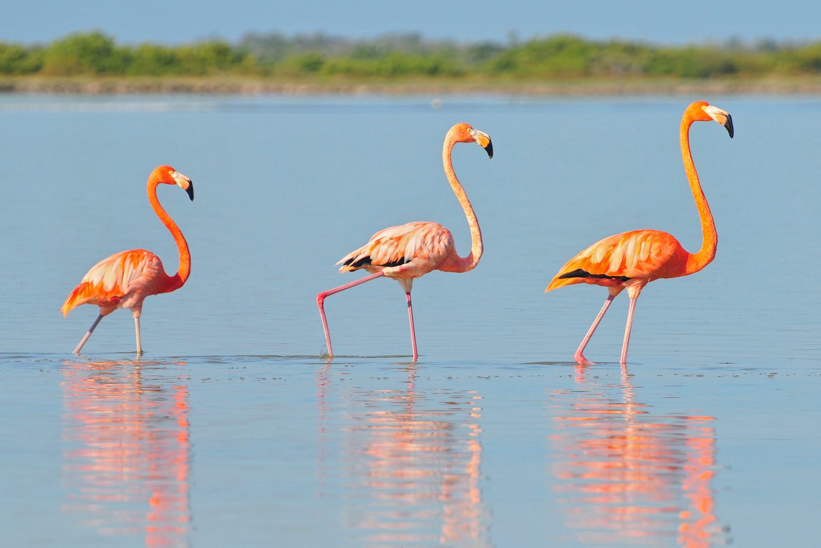 Flamingo's en roze meren van Rio Lagartos | 2-daagse tour - 333travel