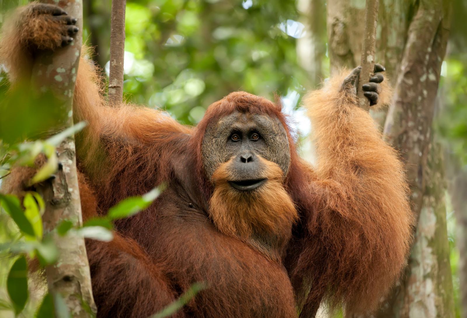 Beleef de Orang Oetans in Gunung Leuser NP | meerdaagse tour - 333travel