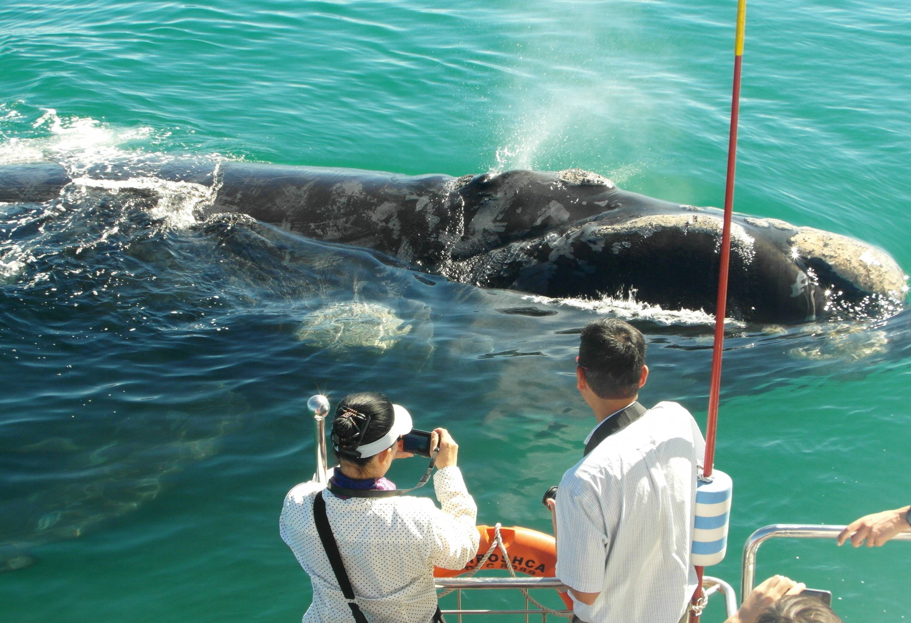 Zuid-Afrika tour - Walvissen in Hermanus - 333travel