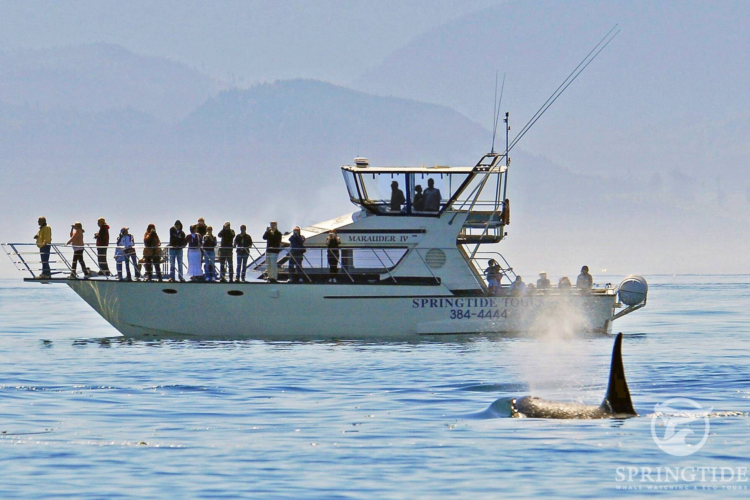 Excursie Canada Walvissen en orka’s bij Victoria - 333travel