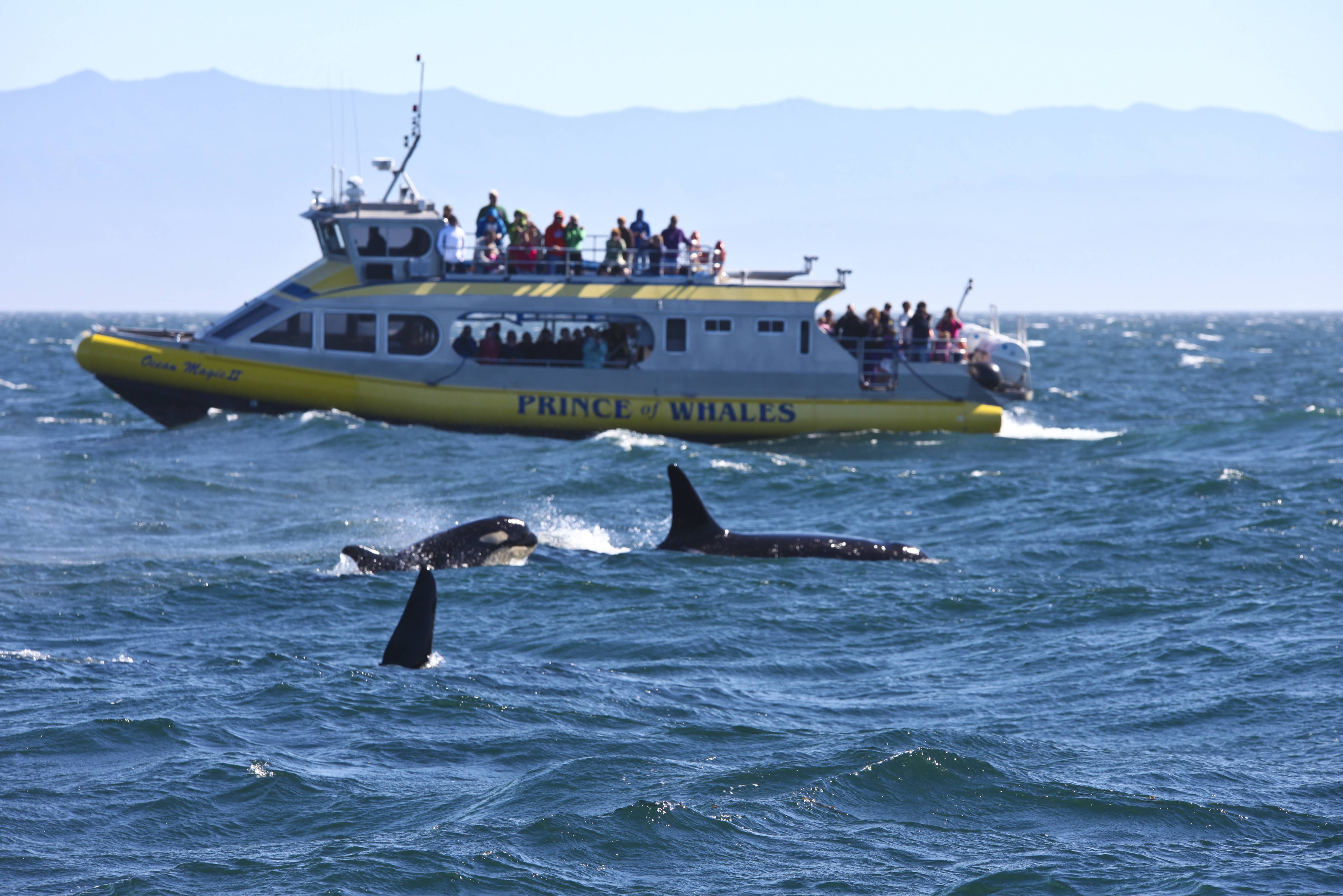 Excursie Canada Walvissen en orka’s bij Victoria - 333travel