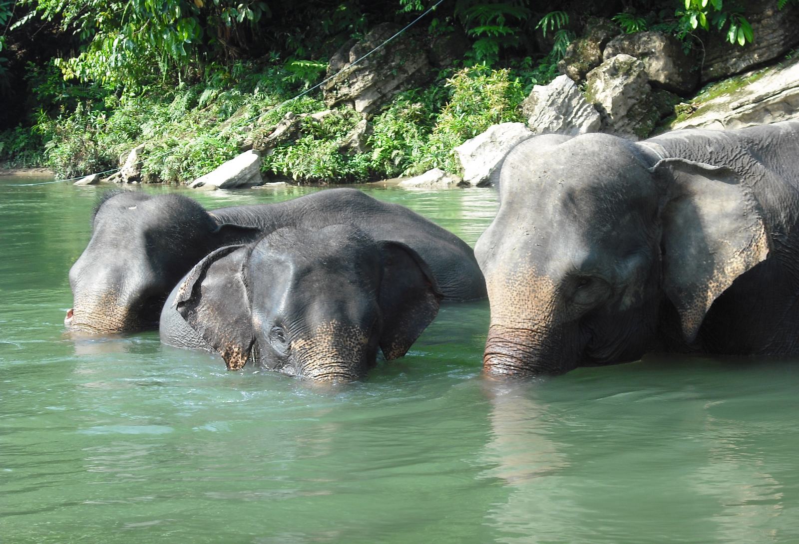 Olifanten en Orang-oetans van Sumatra | 5-daagse tour - 333travel
