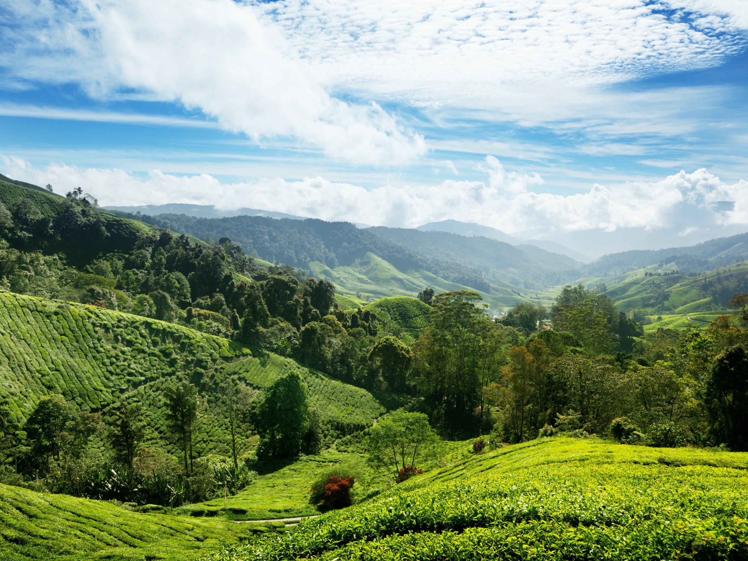 Maleisië | Reisinformatie, bezienswaardigheden & tips - 333travel