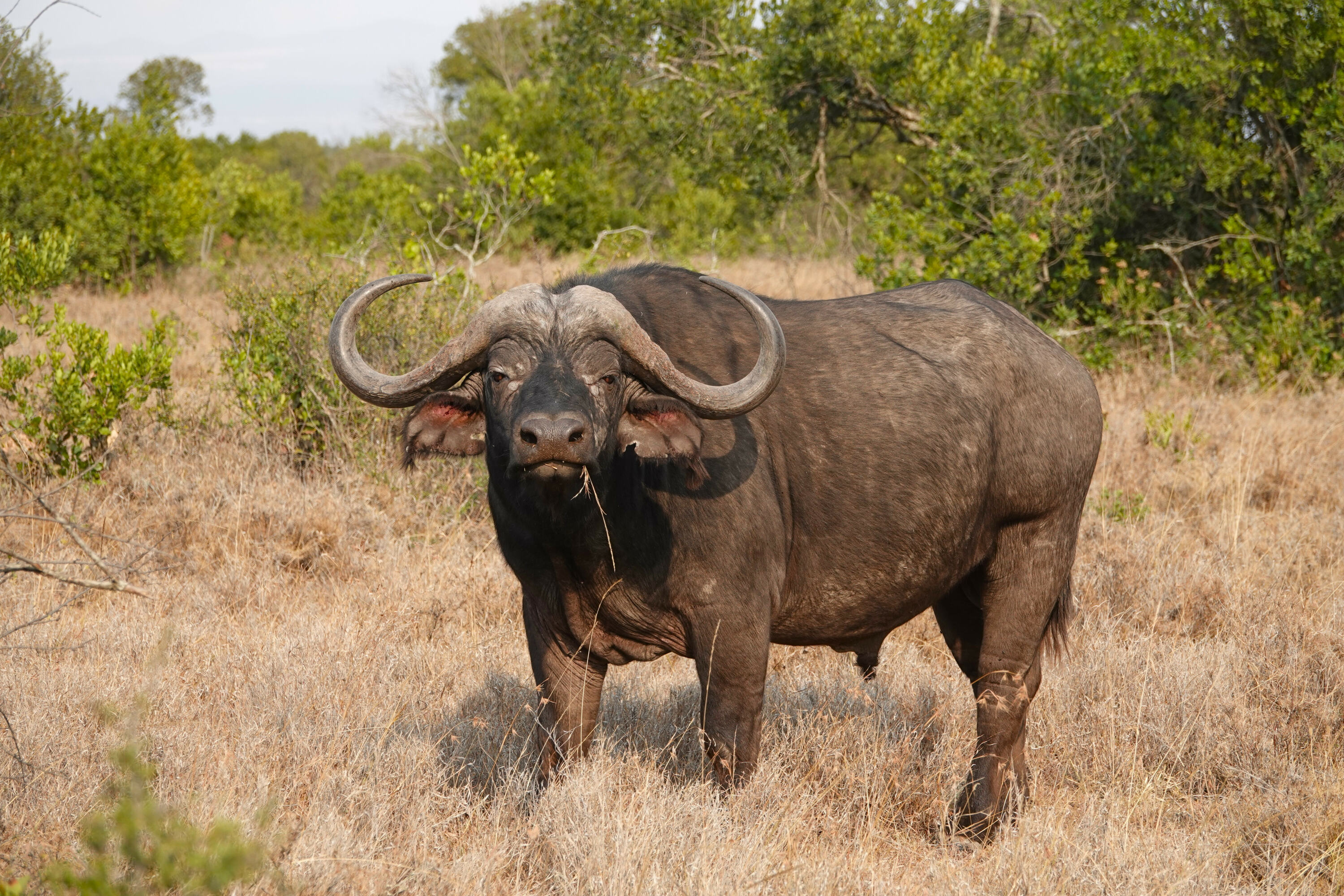 De Big Five | Alles over de Afrikaanse grote vijf - 333travel