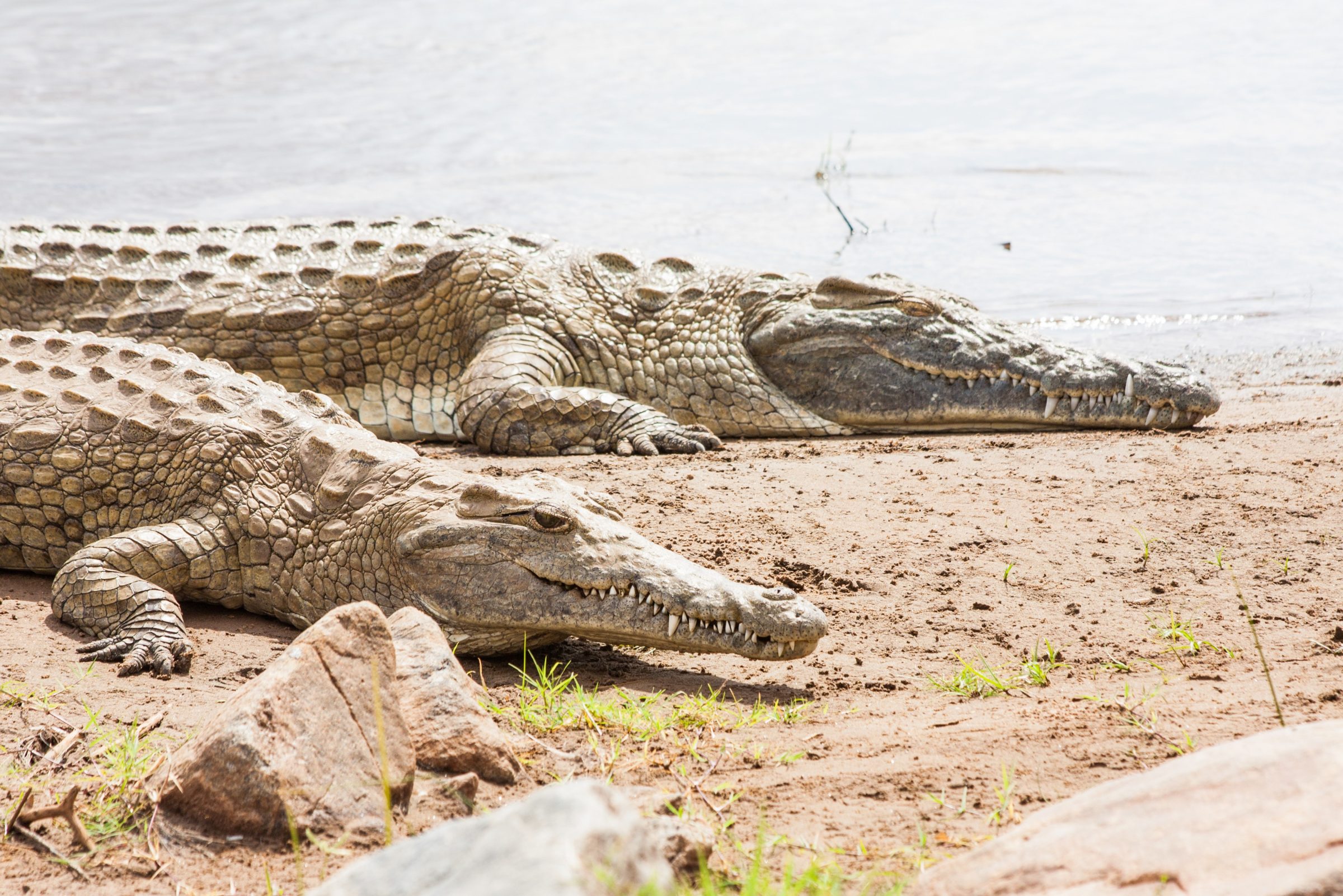 Tour Kenia Safari Tsavo En Amboseli National Park 5 Dagen 333travel
